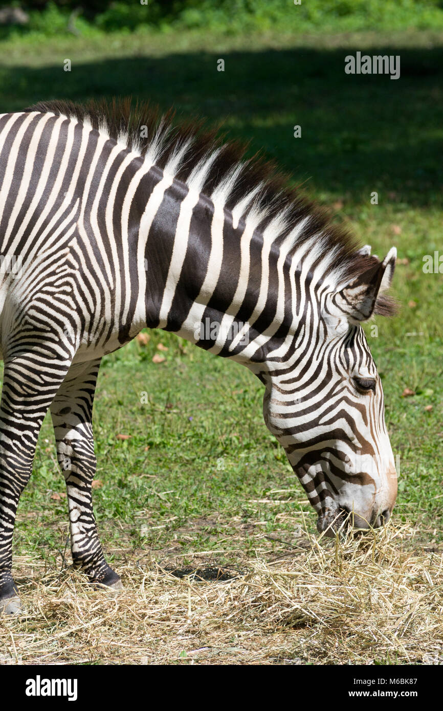 The Imperial Zebra is the largest and more in endangered of all the ...