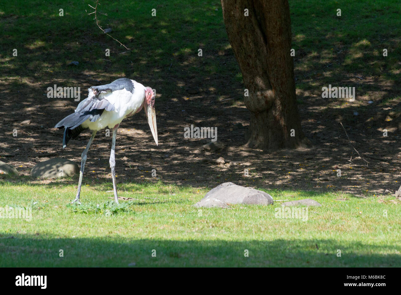 Marabout stork also known as the undertaker bird doe to its shape Stock ...