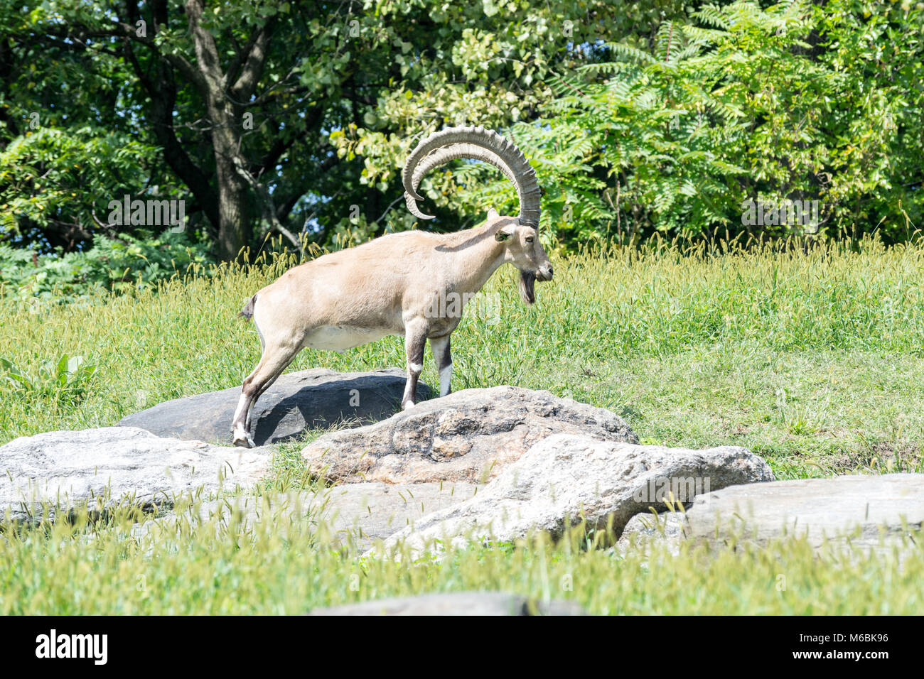 Nubian ibex egypt hi-res stock photography and images - Alamy