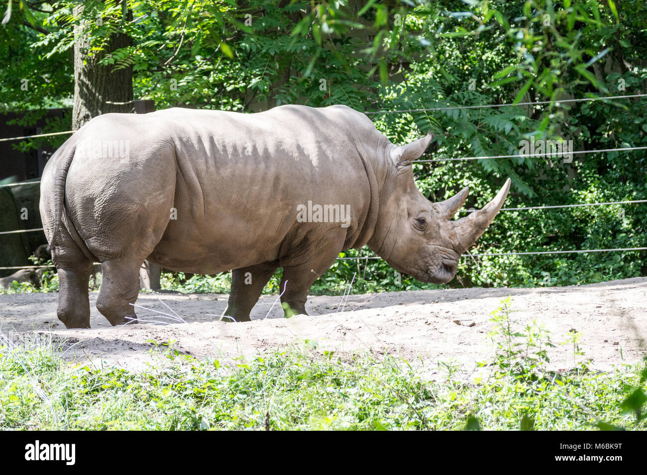 White rhinoceros is the largest specie of rhinoceros Stock Photo - Alamy