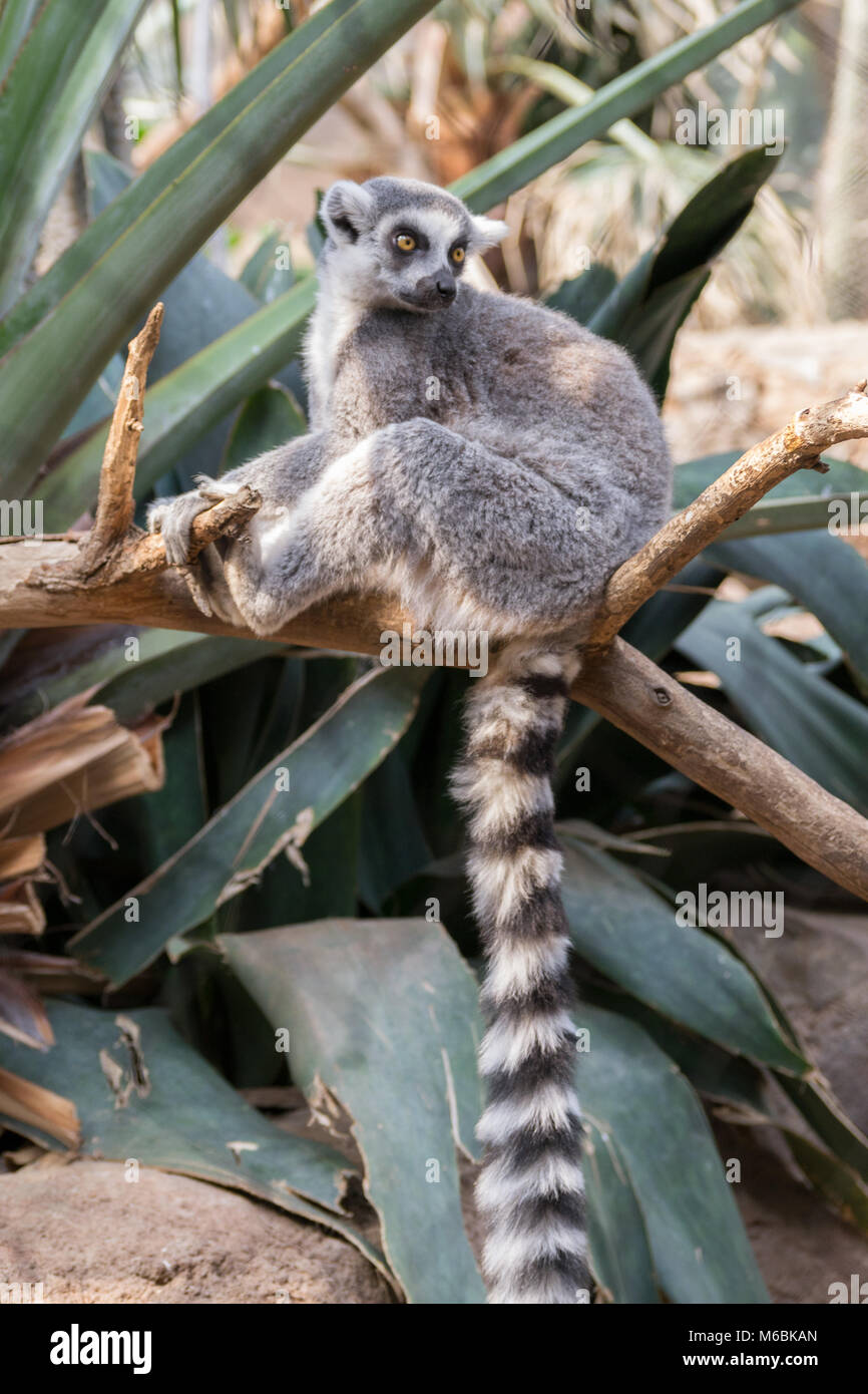 Ring-tailed lemurs are one of the most vocal primates Stock Photo - Alamy