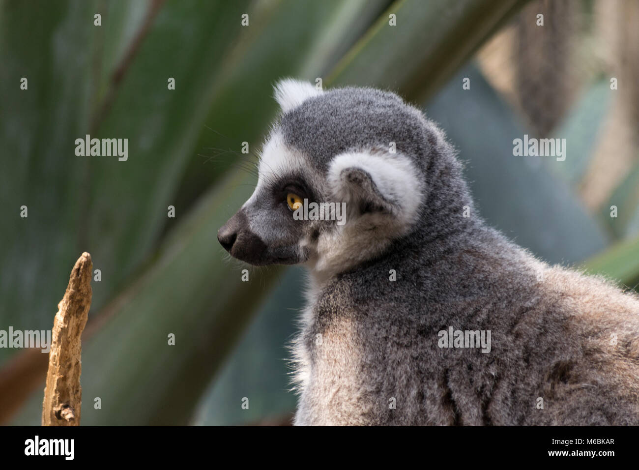 Ring-tailed lemurs are one of the most vocal primates Stock Photo - Alamy