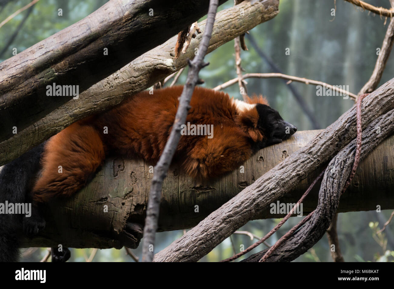 Red-ruffed lemur are the bigest of the lemuridae family Stock Photo - Alamy