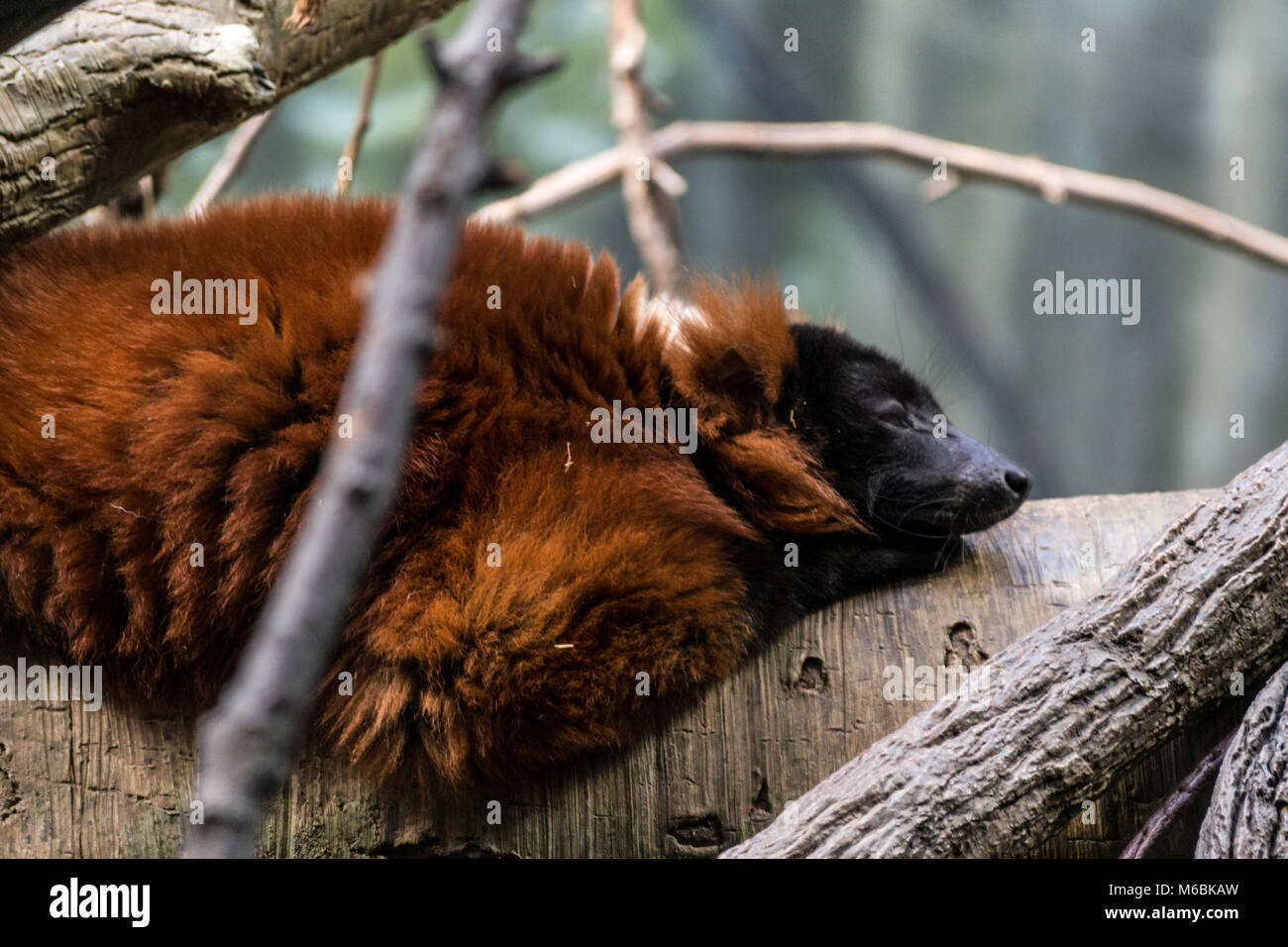 Red ruffed lemur climbing hi-res stock photography and images - Alamy