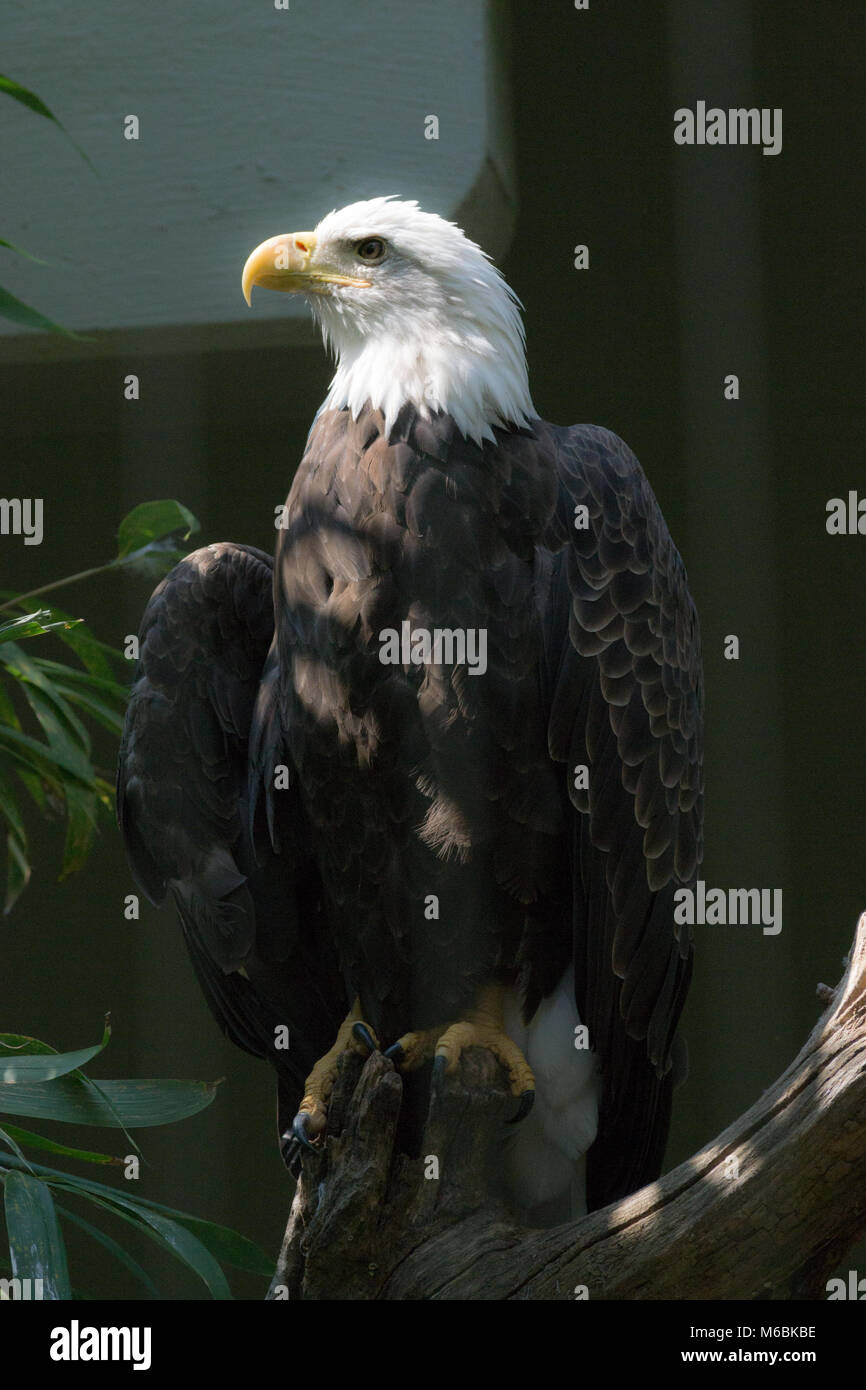The bald eagle is the national bird and animal of the US Stock Photo ...