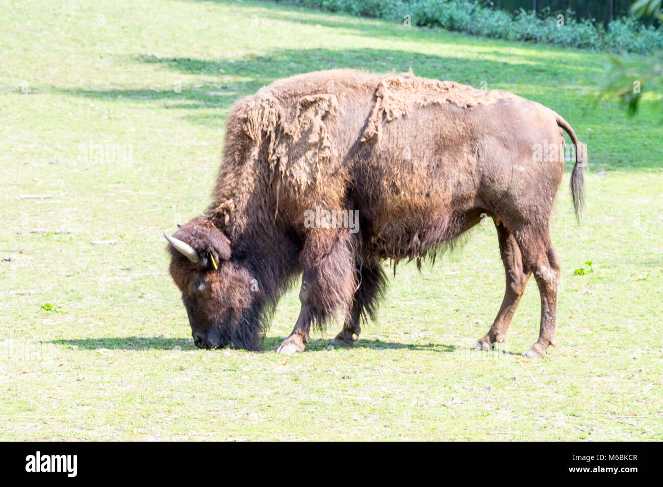 The American bison became almost extinct in the 19th century Stock ...