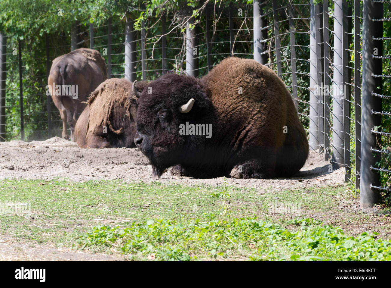 The American bison became almost extinct in the 19th century Stock ...