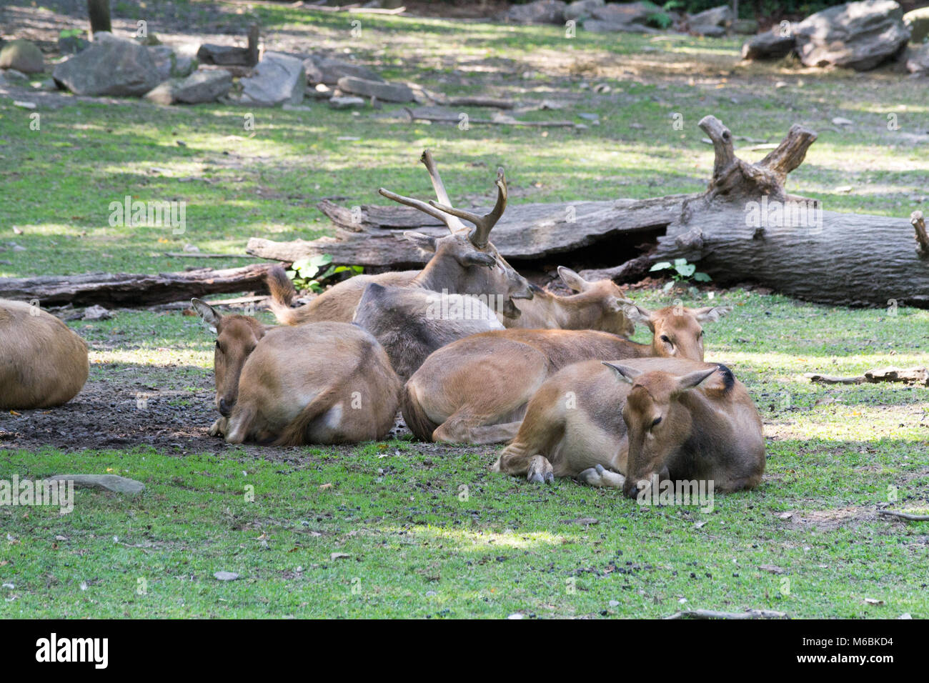 Père David's deer is the only mammal extinct in the wild by alive in ...
