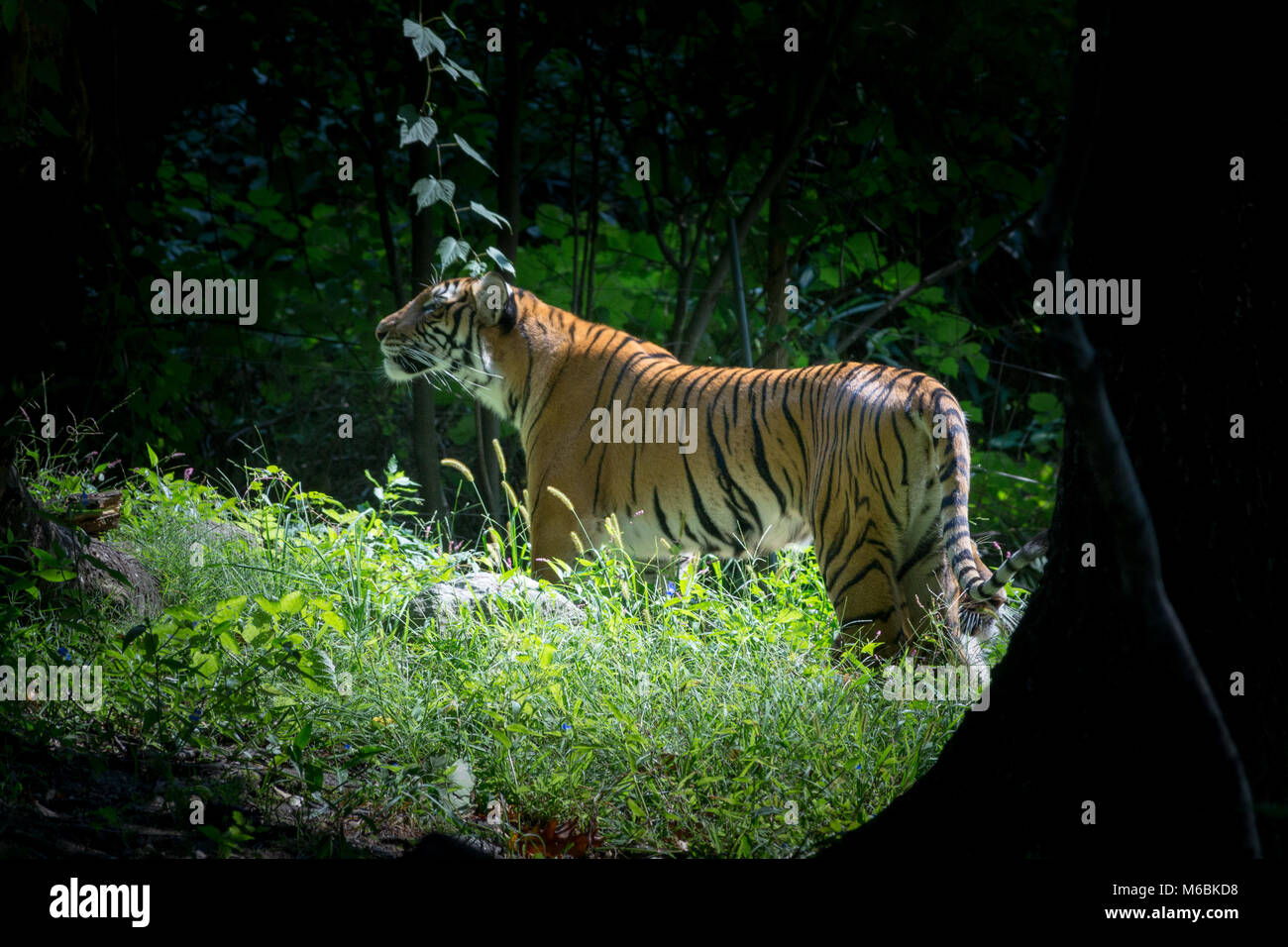 Malayan tigers are considerer critically endangered by the IUCN Stock ...