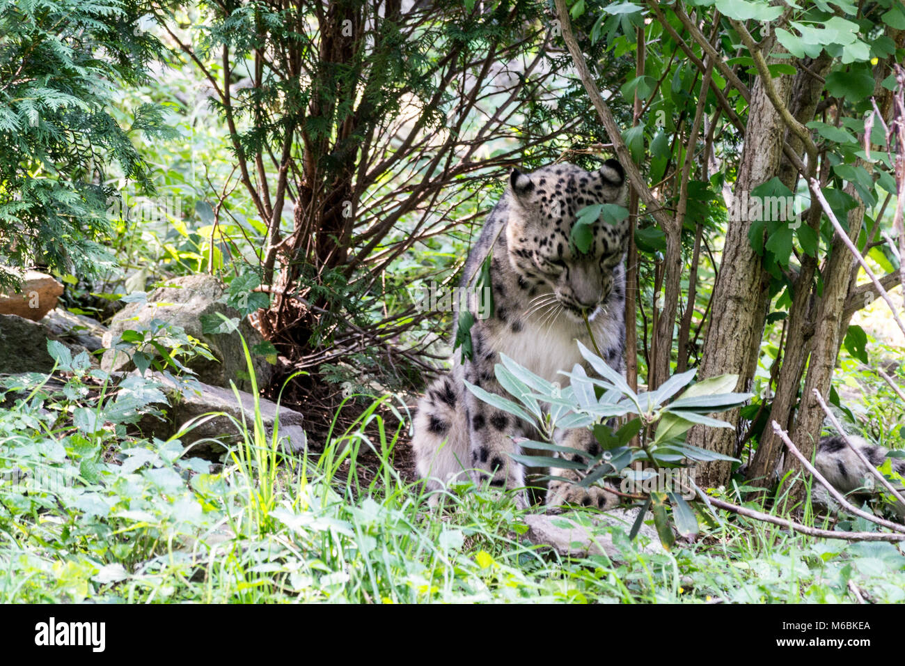The snow leopard inhabits alpine areas in Asia Stock Photo - Alamy