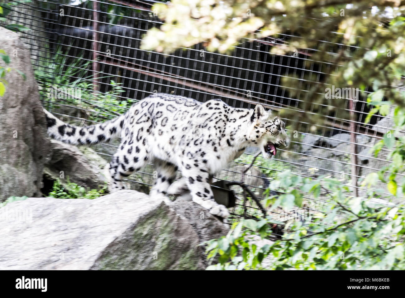 The snow leopard inhabits alpine areas in Asia Stock Photo - Alamy