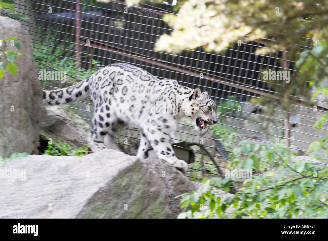 China snow leopard tibet hi-res stock photography and images - Alamy