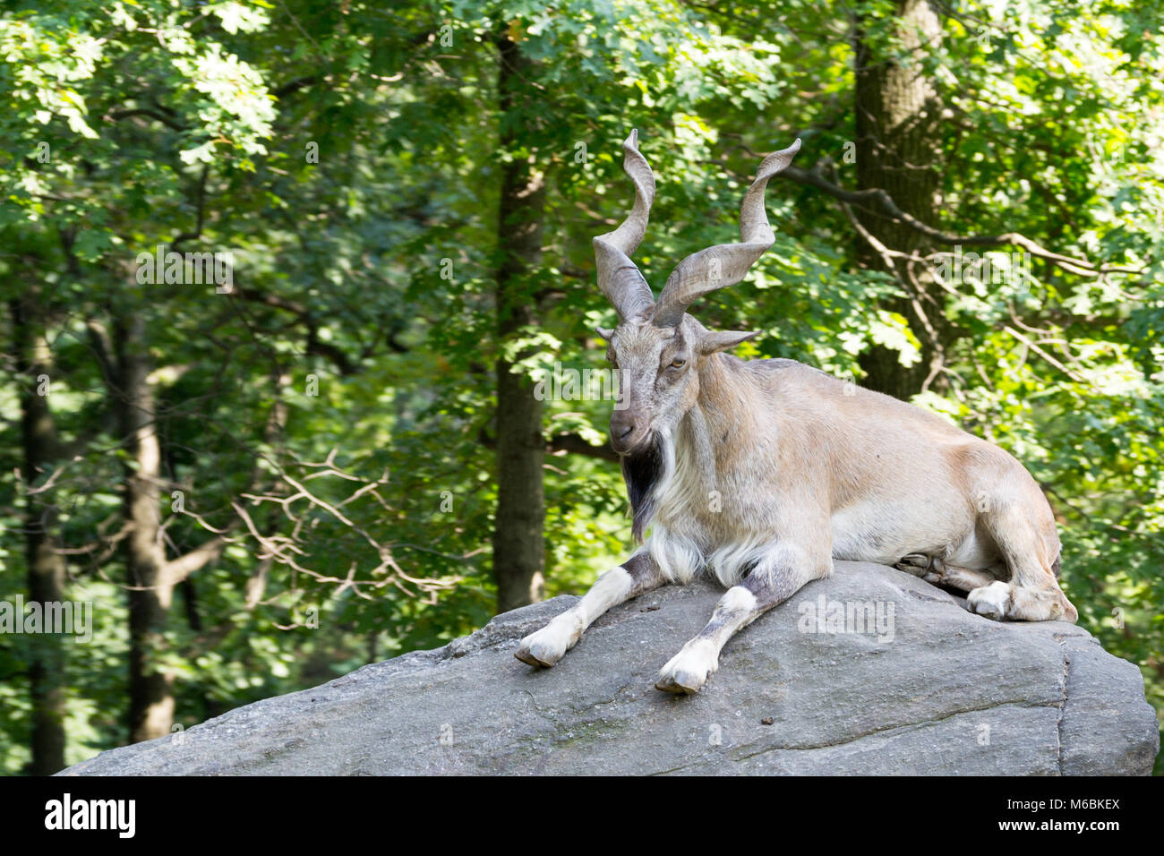 Markhor pakistan hi-res stock photography and images - Alamy
