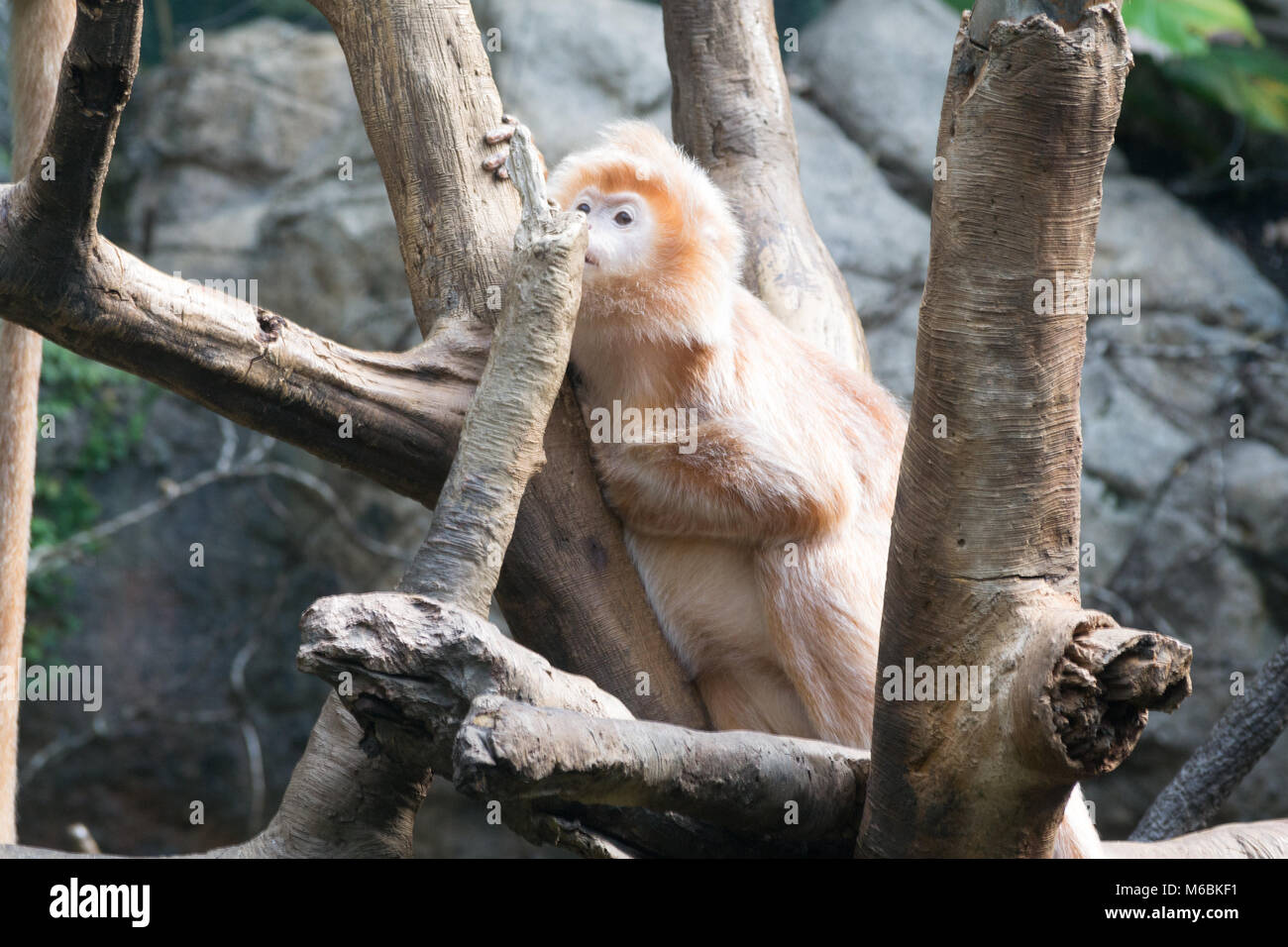 Biodiversity in java hi-res stock photography and images - Alamy