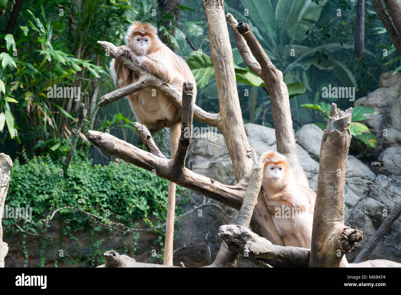 Biodiversity In Java High Resolution Stock Photography and Images - Alamy