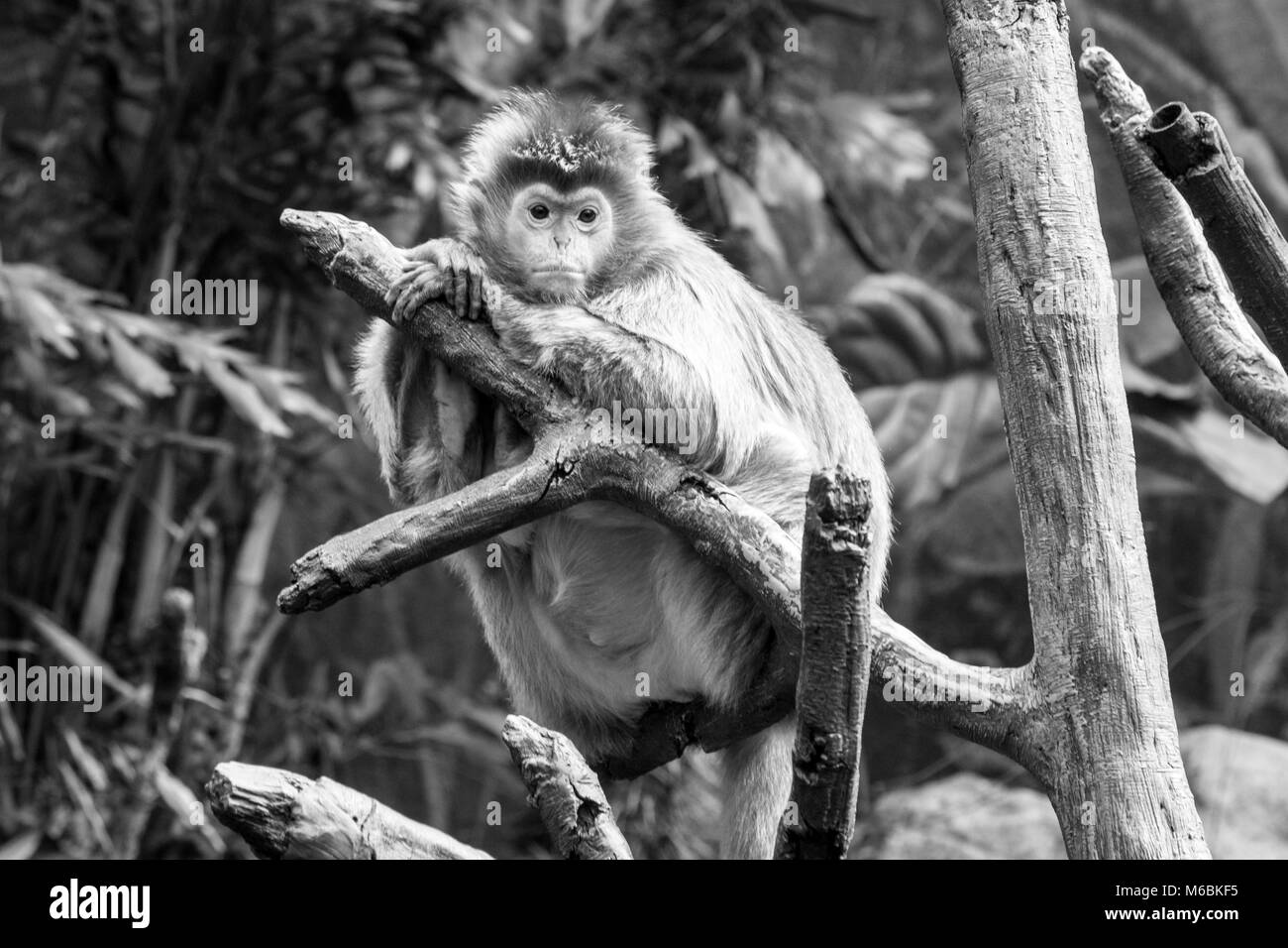 Javan langur Black and White Stock Photos & Images - Alamy