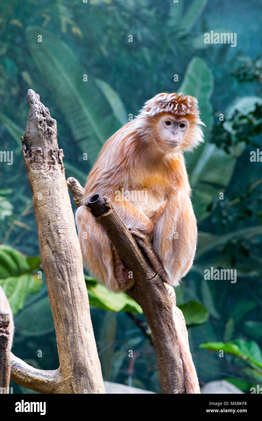 Biodiversity in java hi-res stock photography and images - Alamy