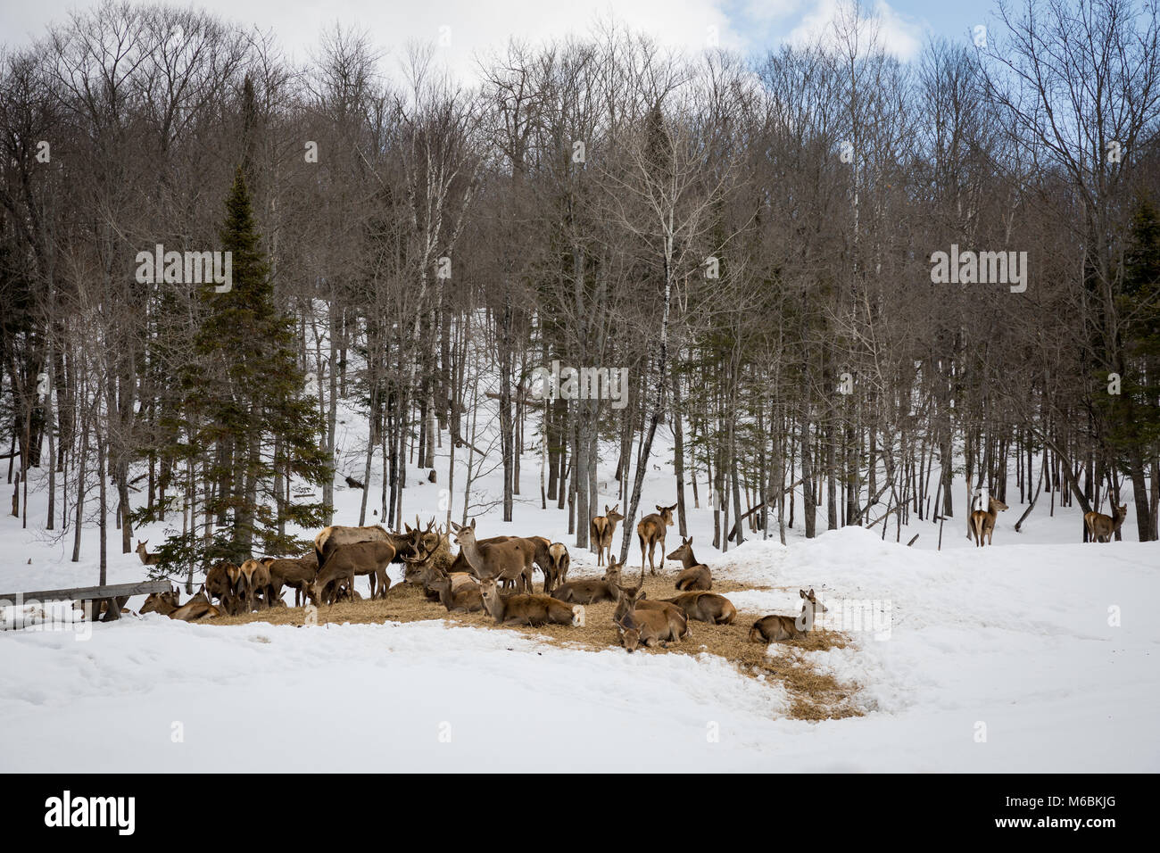 Deer Heard at Omega Park Stock Photo - Alamy