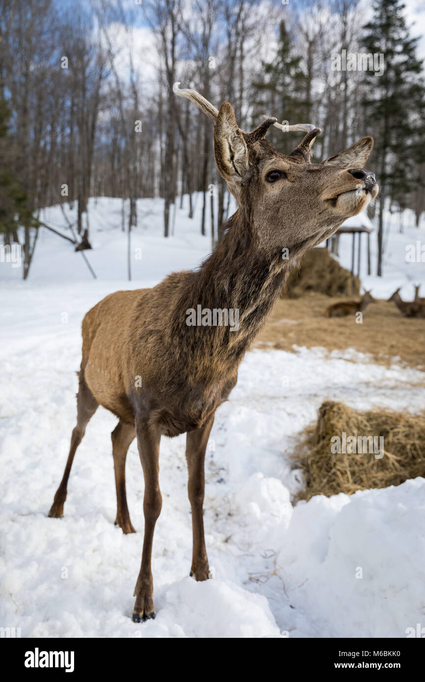 Curious deer at Omega Park Stock Photo - Alamy