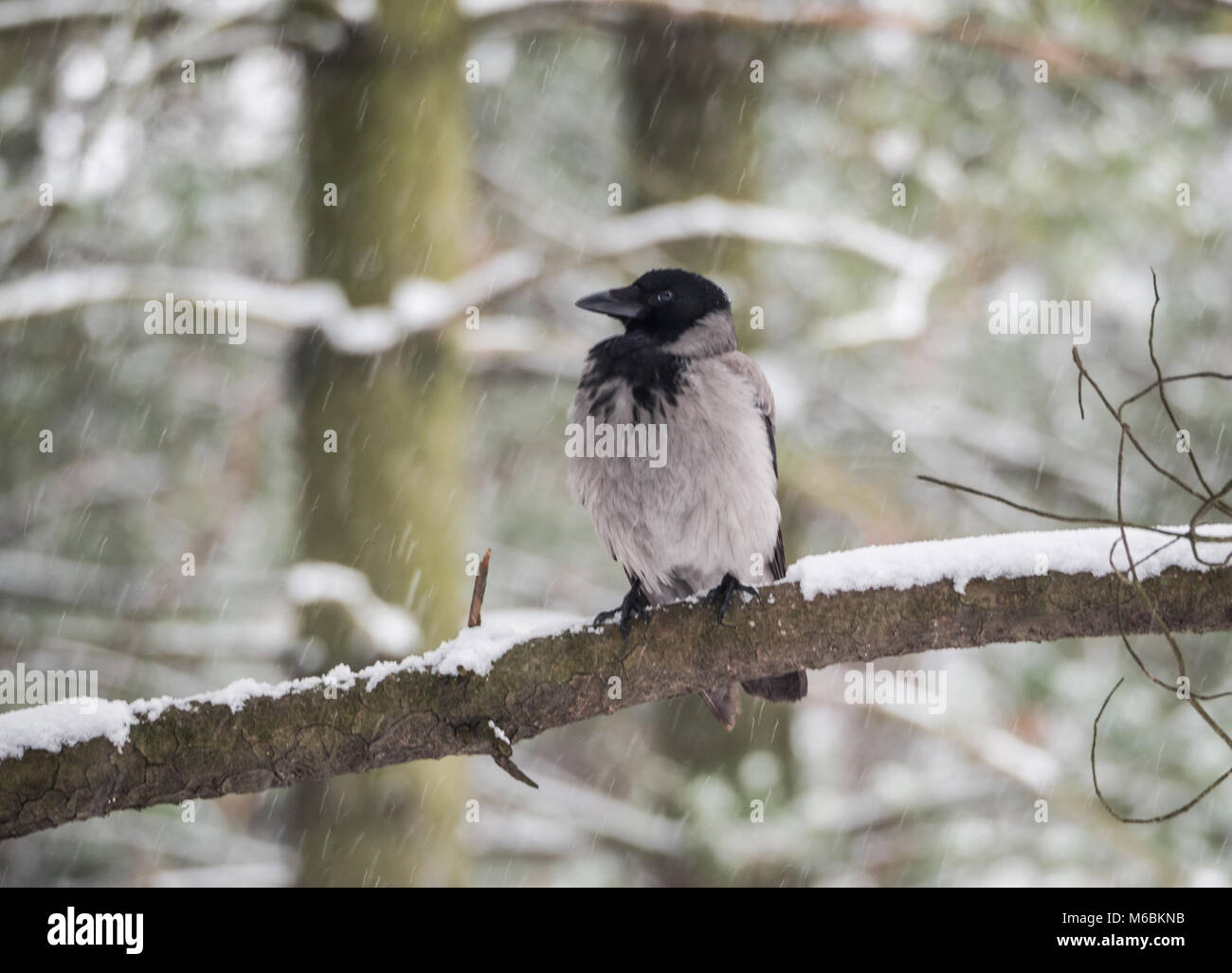 a crow is sheltering under the branches of trees while snowing Stock ...
