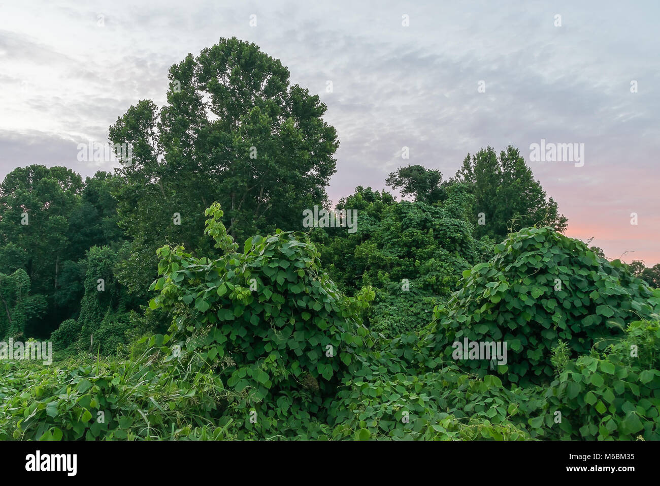 Kudzu vines hi-res stock photography and images - Alamy