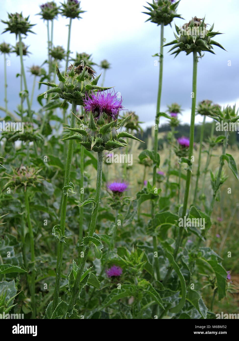 St Mary Thistle High Resolution Stock Photography and Images - Alamy