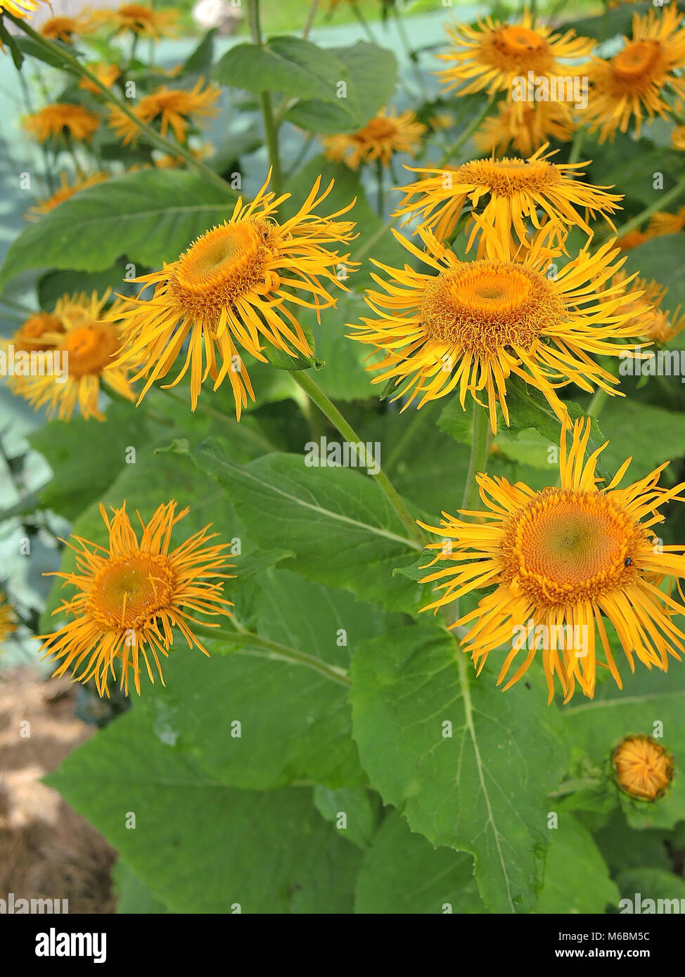Inula helenium 2 Stock Photo - Alamy