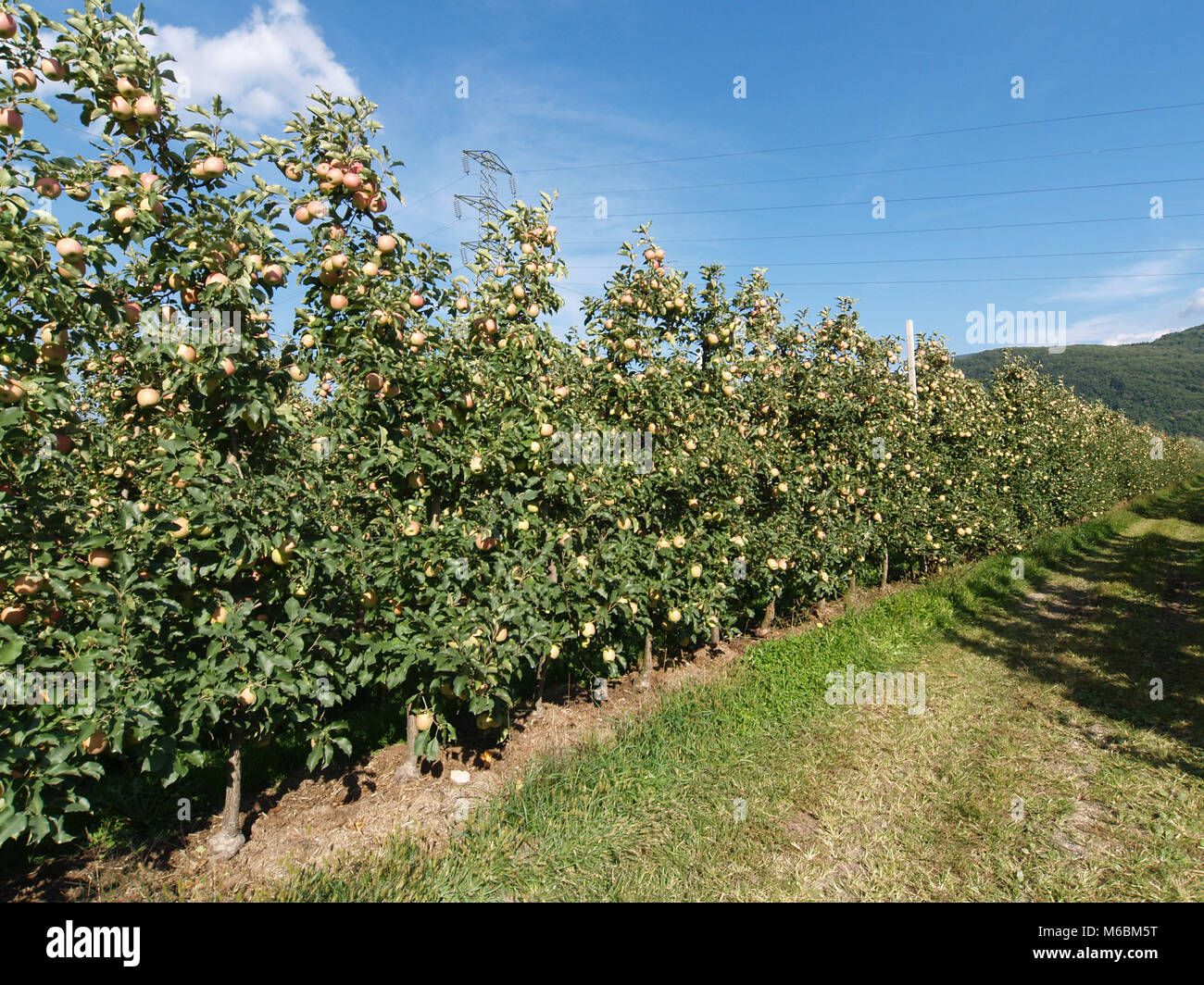 Jonagold apple 2 Stock Photo - Alamy
