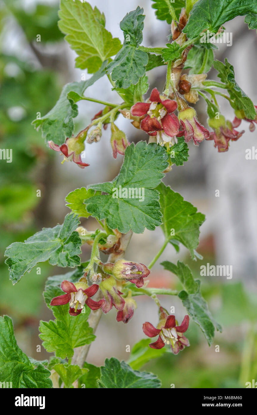 Jostaberry blossom 3 Stock Photo - Alamy