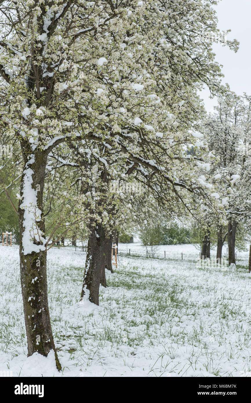 Late winter cider fruit 8 Stock Photo - Alamy