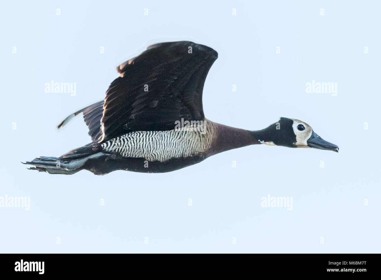 White faced fly hi-res stock photography and images - Alamy
