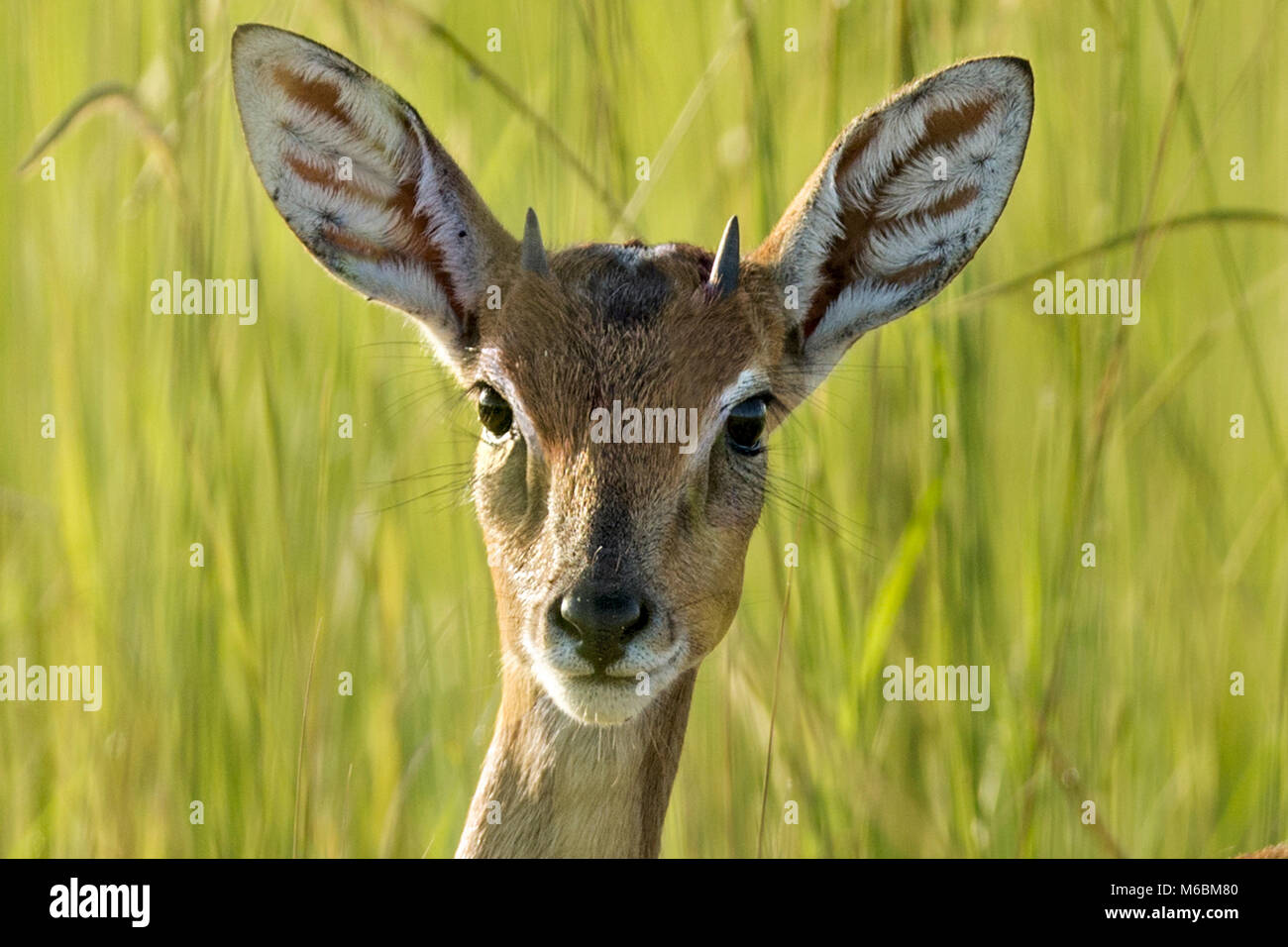 Oribi head hi-res stock photography and images - Alamy
