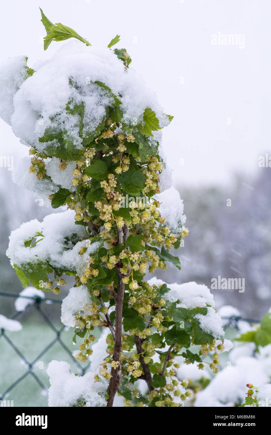 Late winter currant 2 Stock Photo - Alamy