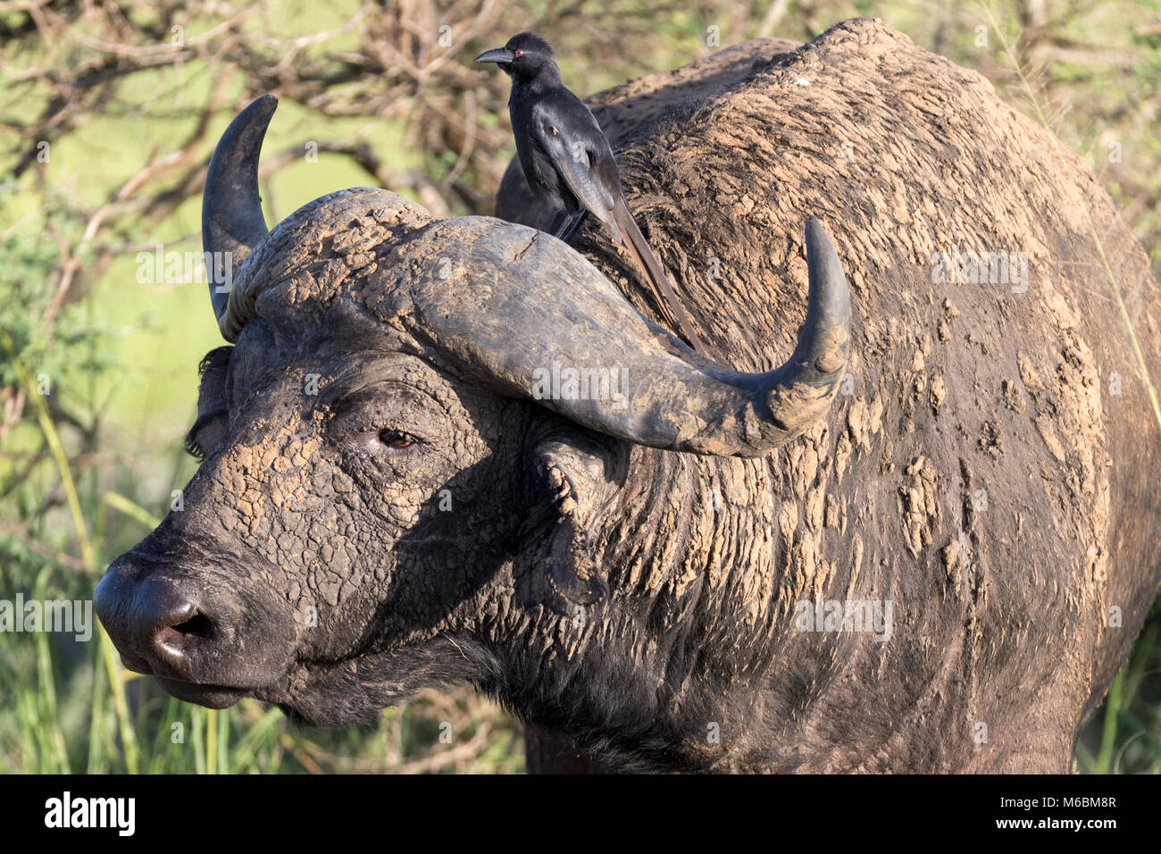 Cape Buffalo Bull with Piapaic bird, Ptilostomus afer, Murchison's ...
