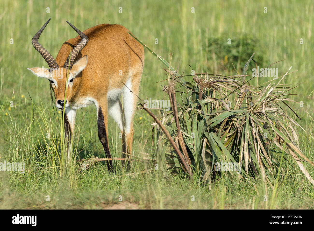 Male Ugandan kob (Kobus kob thomasi) antelope, "Murchison's Falls National Park", Uganda, Africa ...