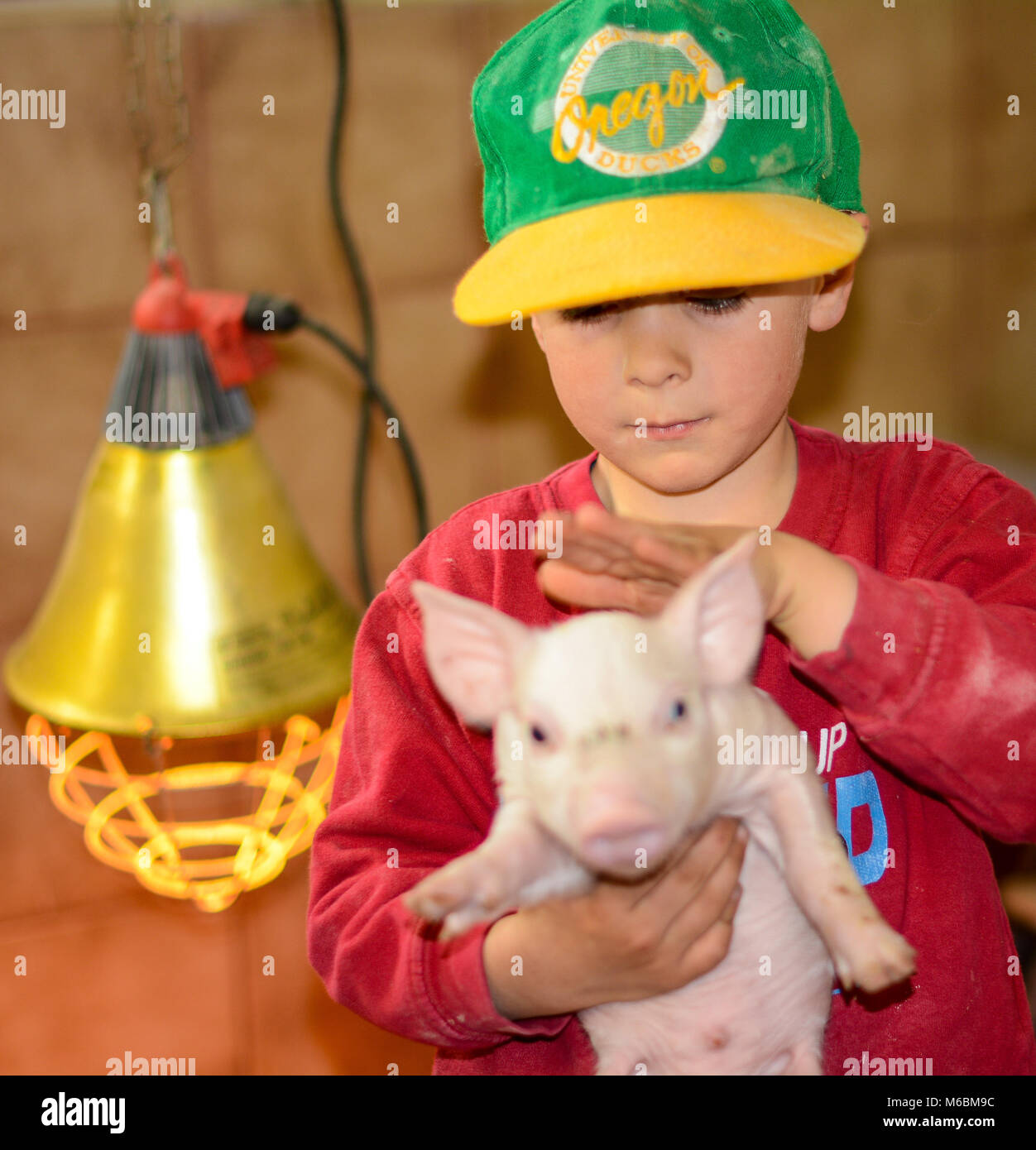 Little helpers in barn 4 Stock Photo - Alamy