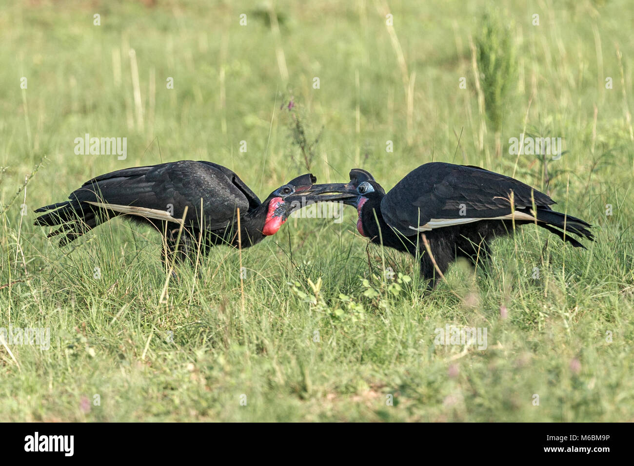 Male Abyssinian Ground Hornbills fighting Murchison's Falls National ...