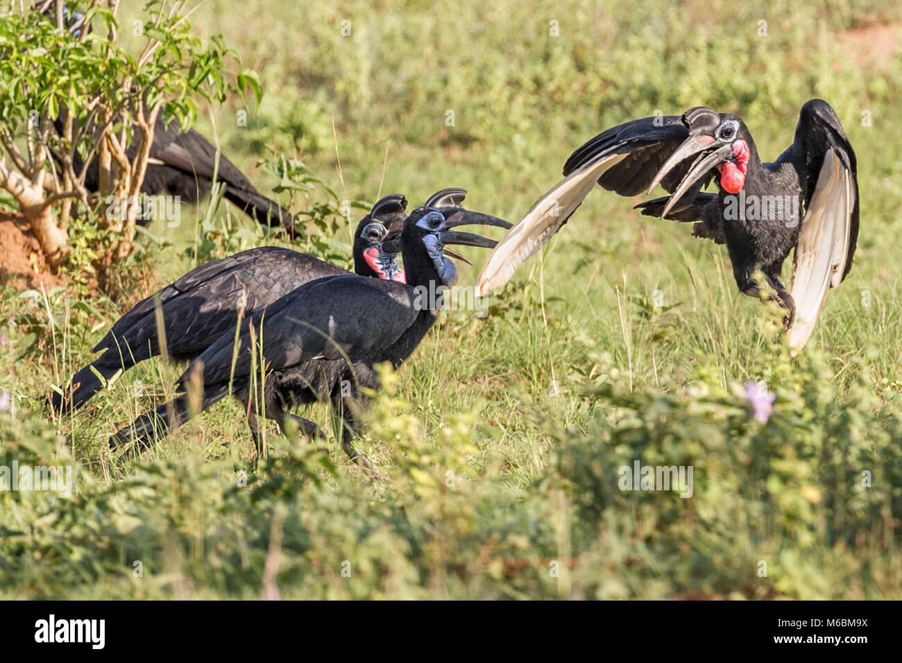 Male & Female Abyssinian Ground Hornbills display Murchison's Falls ...