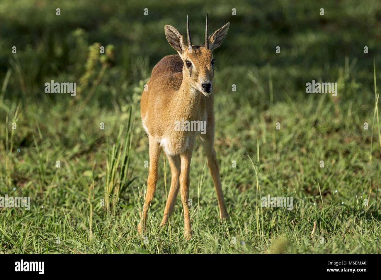 Oribi buck hi-res stock photography and images - Alamy