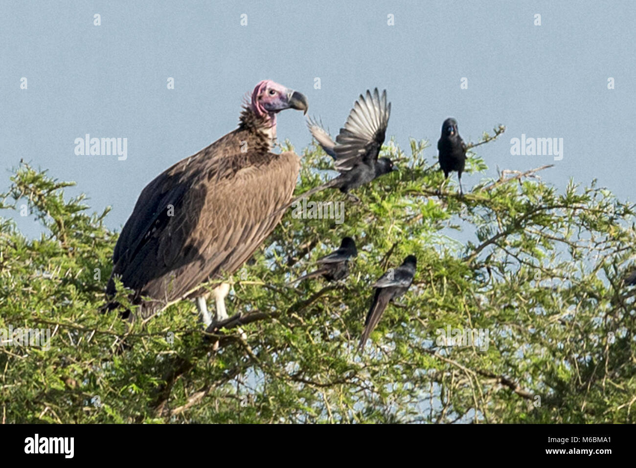 Lappet-faced vulture or Nubian vulture (Torgos tracheliotos) perching ...