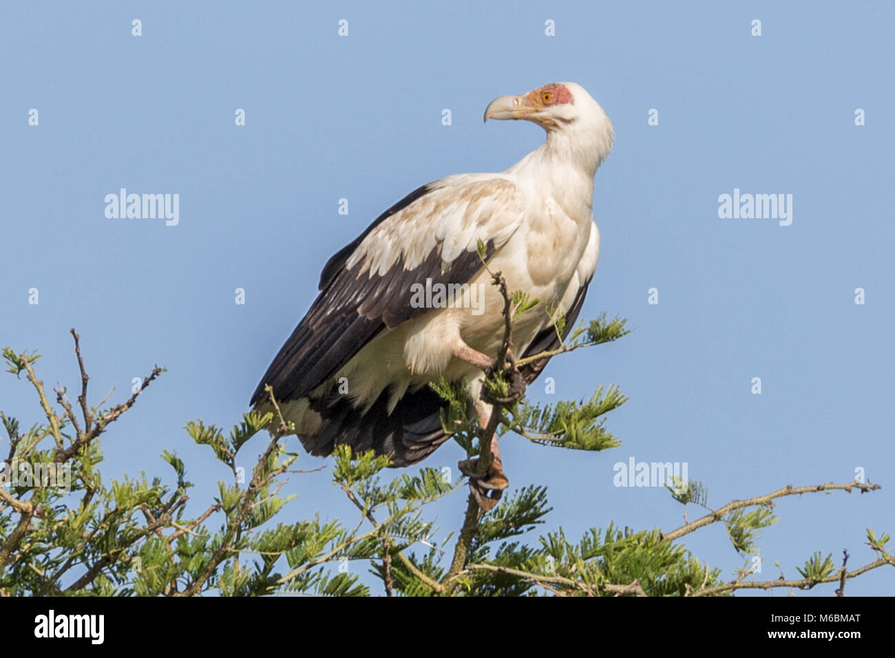 Palm-nut vulture (Gypohierax angolensis) or vulturine fish eagle ...