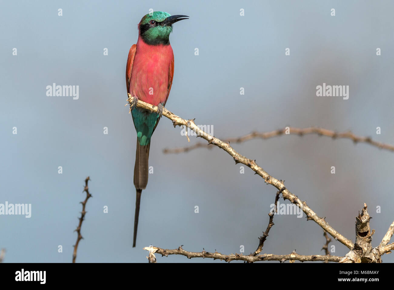 Northern carmine aka Nubian, bee-eater (Merops nubicus), "Murchison's ...
