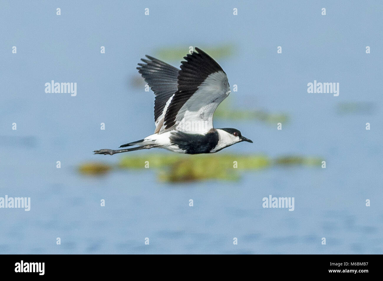 Black Winged Lapwing High Resolution Stock Photography and Images - Alamy