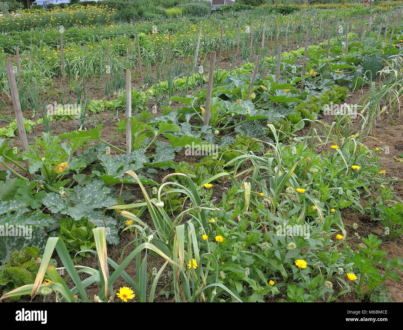 Mixed cultivation 12 Stock Photo - Alamy
