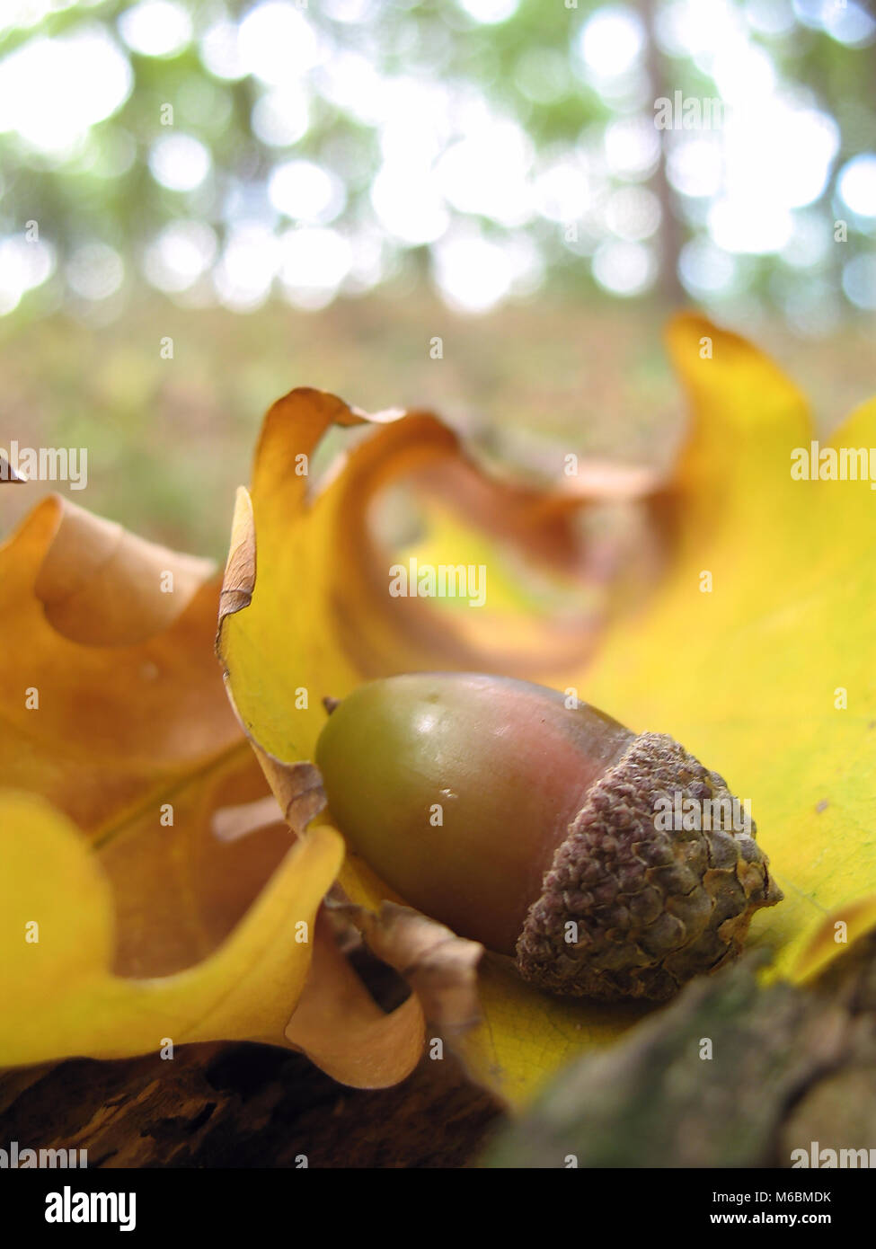 Oak beech 1 Stock Photo - Alamy