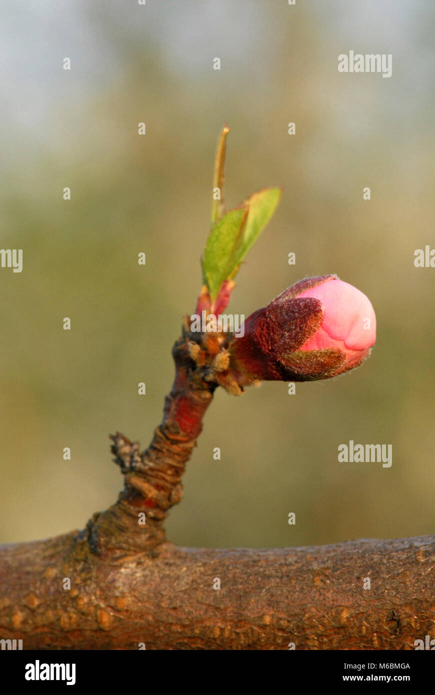 Peach Groves High Resolution Stock Photography and Images - Alamy