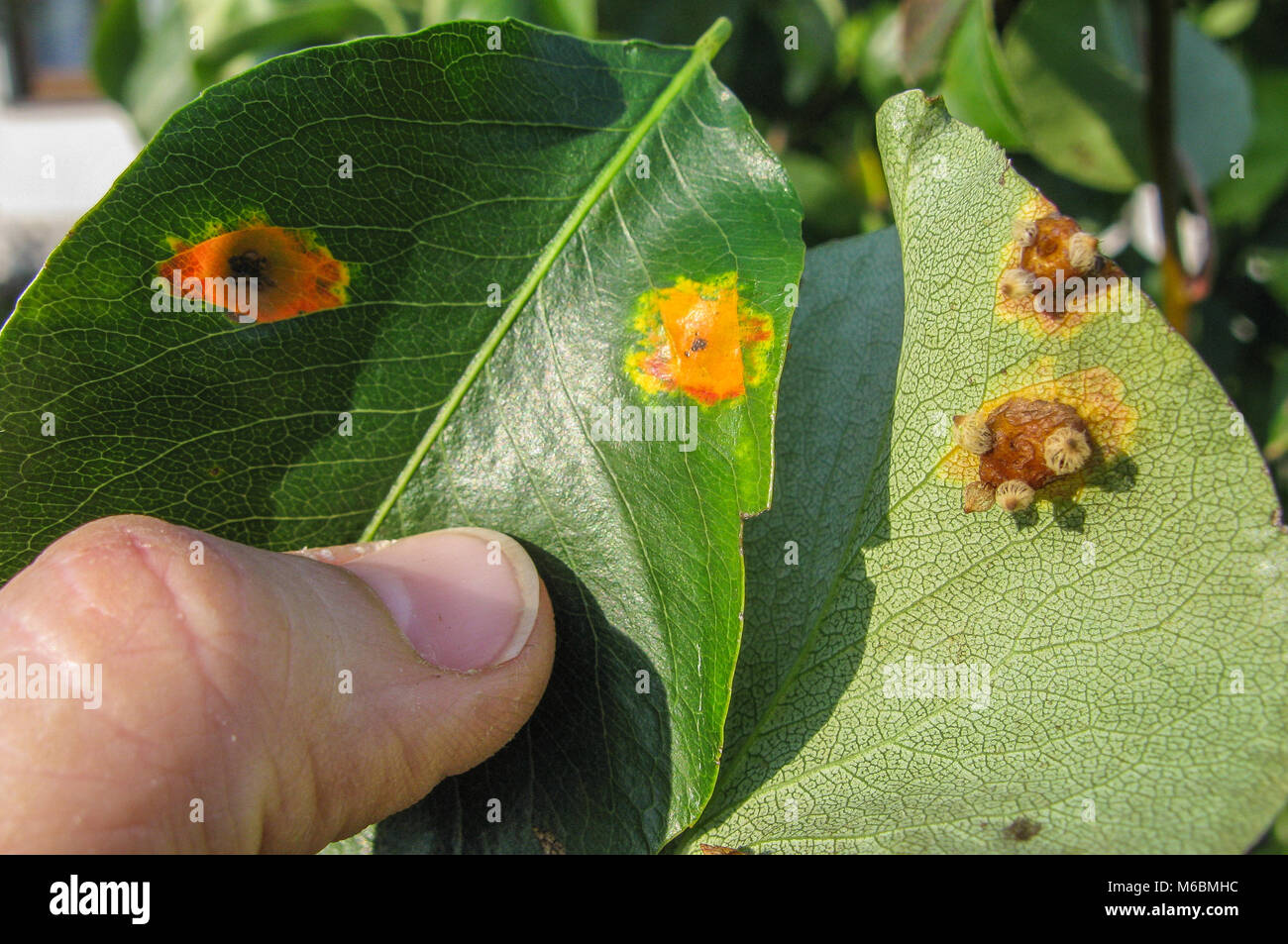 pear rust 3 Stock Photo - Alamy