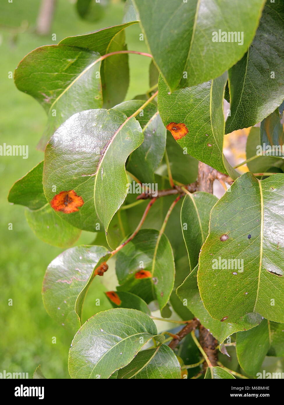 pear rust 8 Stock Photo - Alamy