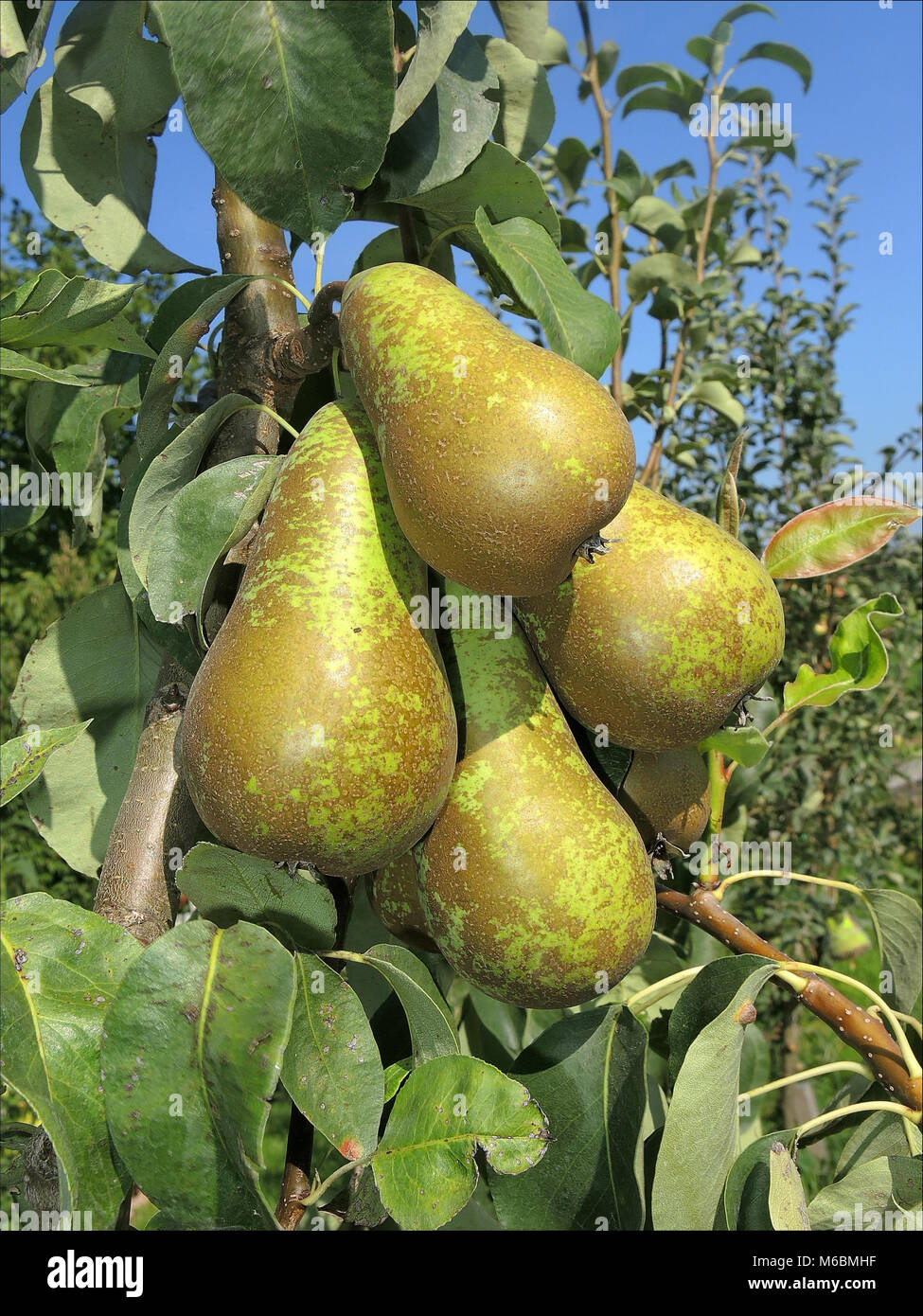 Choice fruit plantations hi-res stock photography and images - Alamy