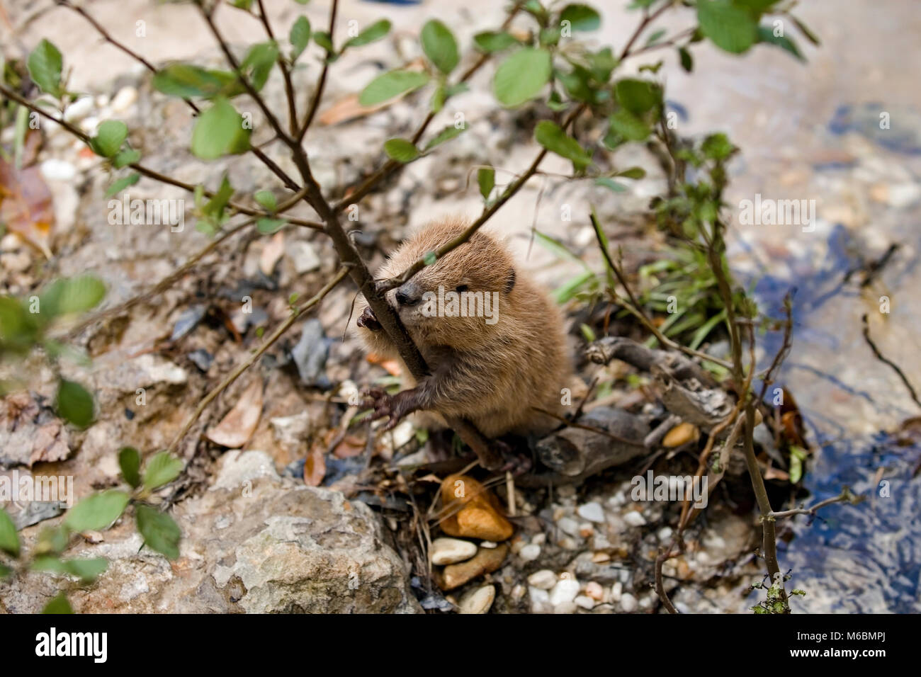 A baby beaver chewing on the bark of a young beech tree sapling in the ...